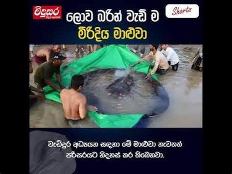 Mekong නදියෙන් ලොව බරින් වැඩි ම මිරිදිය මාළුවා Youtube
