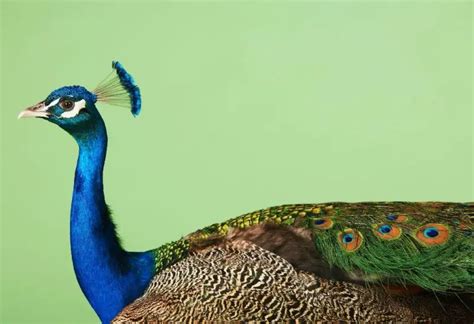 How Much Does A Peacock Cost Are They Expensive Farm And Chill