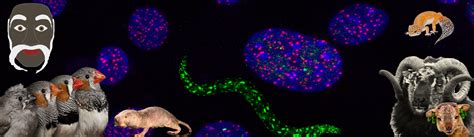 Developmental Circuits In Aging