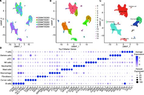 UMAP Plot And Maker Genes Of Cell Population A UMAP Plot Of SCS In Download Scientific