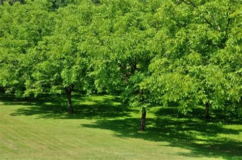 17 Most Common Walnut Tree Types With Pictures To Identify