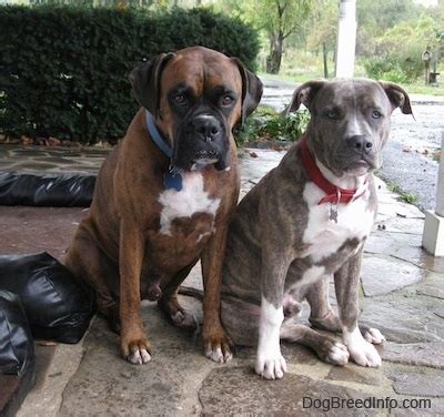 Red Nose Pitbull And Boxer Mix