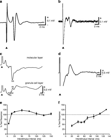 evoked cerebellar cortical field potentials a field potential elicited