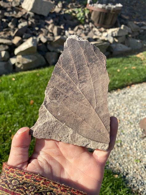 Leaf Fossil Fossil Flora Fossil Plant Fossilized Organic Matter Natural