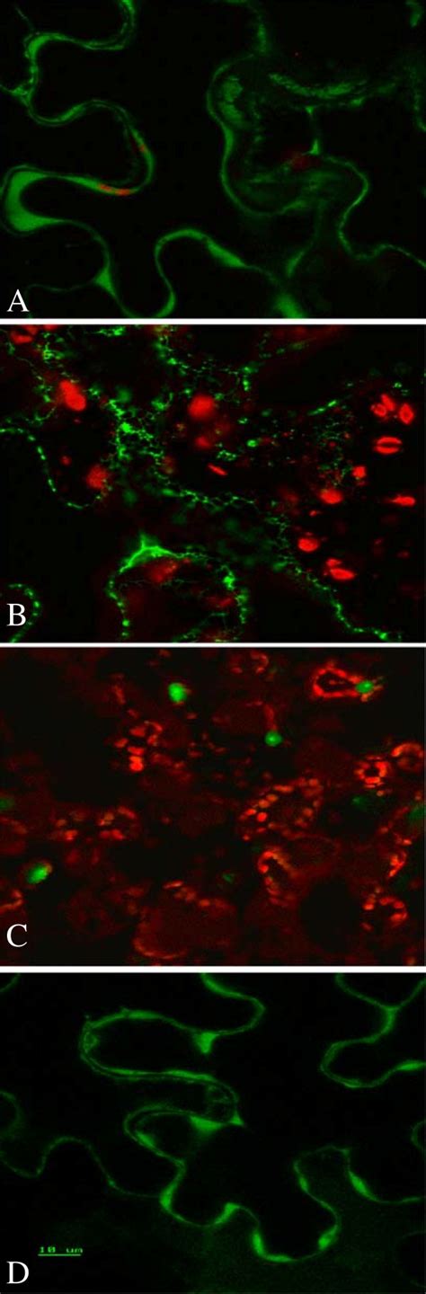 Subcellular Localization Of Gfp And Gfp Tagged Proteins Expressed In
