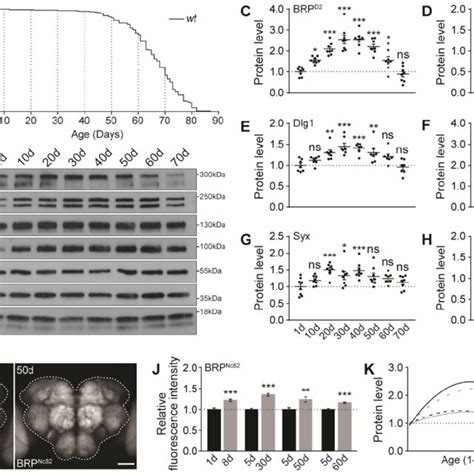 Figure S1 Synaptic Plasticity With Aging Download Scientific Diagram
