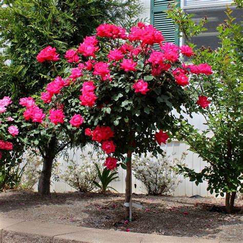Knock Out® Rose Trees For Sale