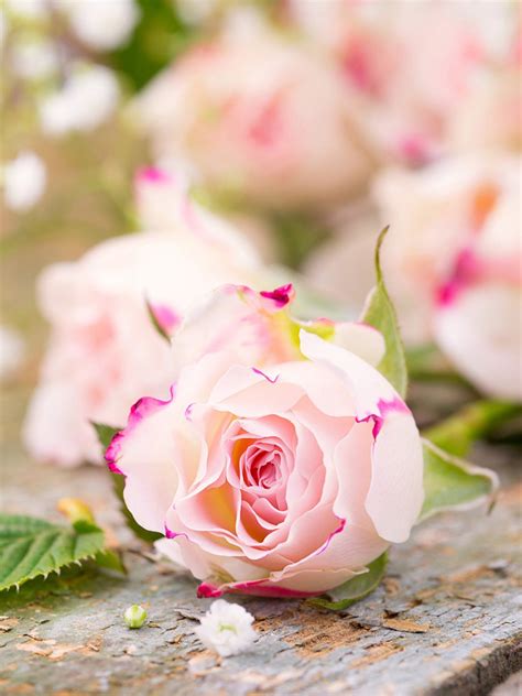 Нежные розы 57 фото Rose Flower Pictures Beautiful Rose Flowers Boquette Flowers