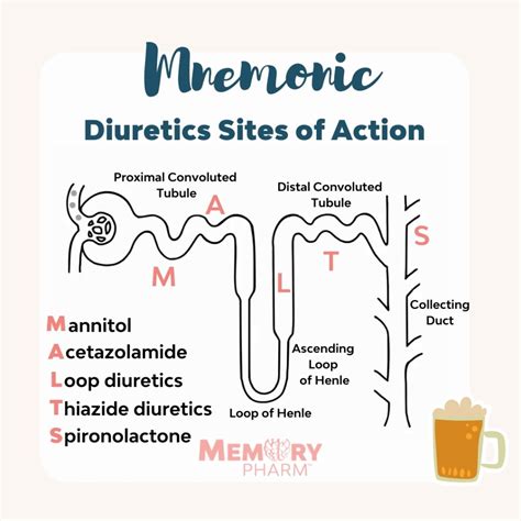 Diuretics Sites Of Action Memory Pharm