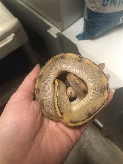 Does Anyone Know What Morph This Is R Ballpythonmorph