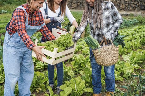 신선한 유기농 채소를 곁들인 나무 상자를 들고 있는 다인종 여성 양상추를 손에 들고 있는 데 주력 3 명에 대한 스톡 사진 및 기타 이미지 Istock
