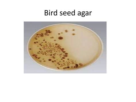 Cryptococcus Pptx