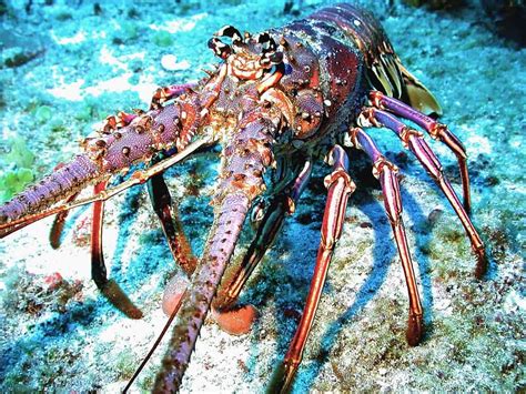 Are Lobsters And Cockroaches Related Explained Bubbly Diver