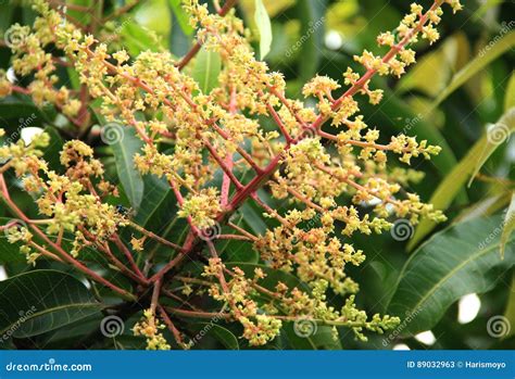1158 Fleur De Manguier Photos Libres De Droits Et Gratuites De Dreamstime