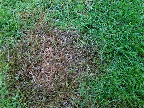 Fusarium Patch Lawn Disease Microdochium Nivale The Lawn Man