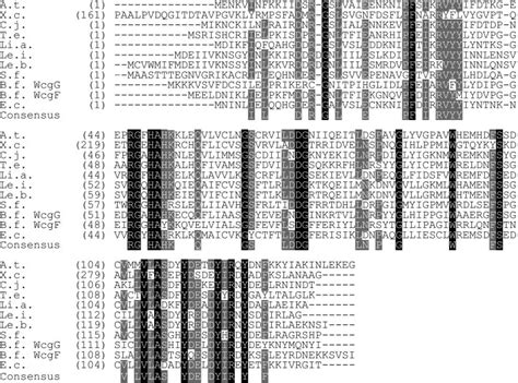 Multiple Sequence Alignment Of Fdta To Putative Amino Acid Sequences Download Scientific