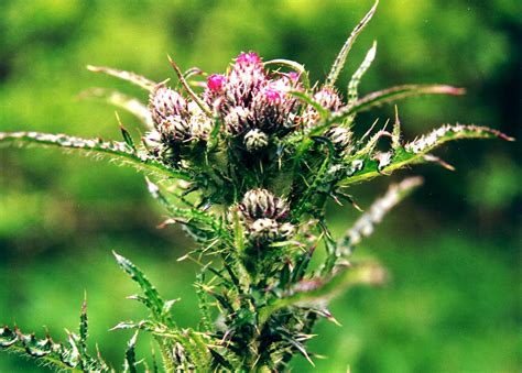 Distel Fachwerk De Die Fachwerkhaus Community