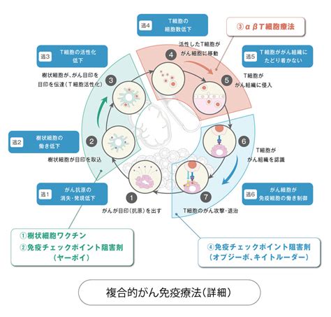 がんを死滅させる免疫サイクル③ 【複合的がん免疫療法】 お知らせ Lsi札幌クリニック