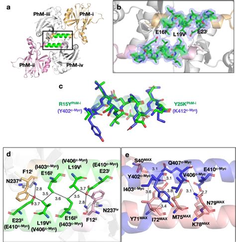 Crystal Structure Of C Myc1phcΔ15 25 A Structure Of The Tetramer