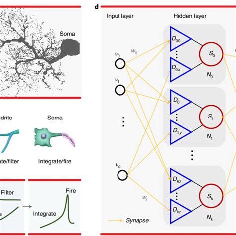 overview of the biological and artificial neural networks with download scientific diagram
