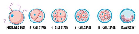 Embryo Grading Quality Chart And Ivf Success Rates