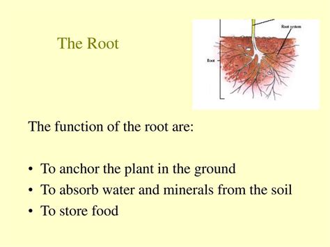 Plant Structure Chapter Ppt Download