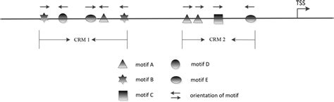 Regulatory Structure Of A CRM A CRM Is A Sequence Segment That Download Scientific Diagram