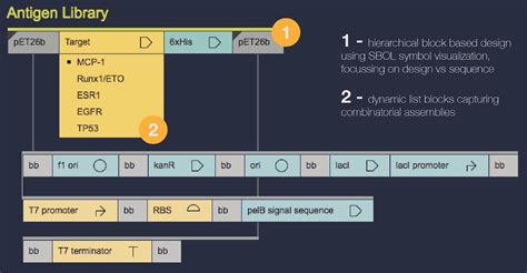 Genetic Constructor And Gsl Best Of Both Worlds Autodesk Bionano