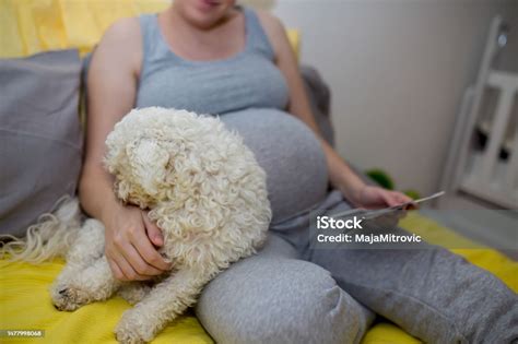 임산부는 배에 손을 잡고 집 내부에서 초음파 이미지를 들고 있습니다 임신 부모 준비 및 기대 개념 가족에 대한 스톡 사진 및 기타 이미지 Istock