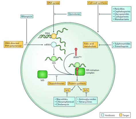 Targets Of Antibiotics The Main Classes Of Antibiotics Exploited By