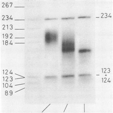 Length Distribution Of Dna In Nucleosome Dimers 2h1 Dimer Bands Were