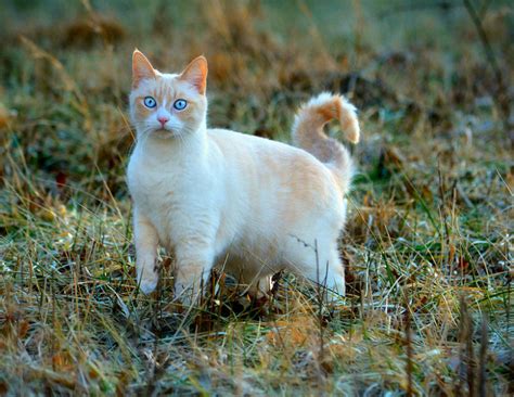 Hazelpaw Ii Ember Pheonix Warrior Clan Cats Wiki Fandom