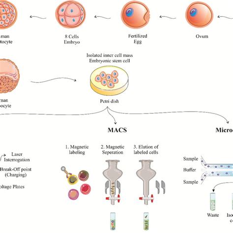The Procedure Of Stem Cell Isolation Schematic Diagram For Stem Cell Download Scientific