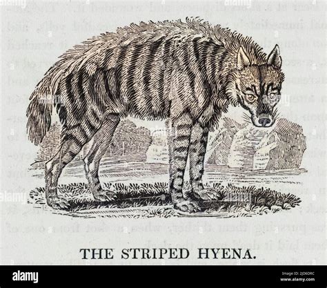 Canis Hyaena The Striped Hyena Its Eyes Are Remarkably Wild Sullen