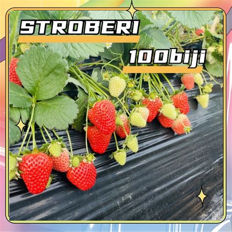 Jual Hasil Tinggi Paket 100 Macam Benih Strawberry Viral Di Indonesia