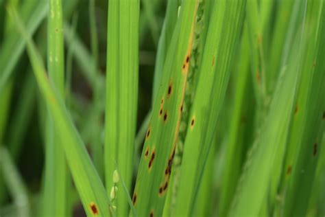 Rrdiricediseasesbrownspot Department Of Agriculture Sri Lanka