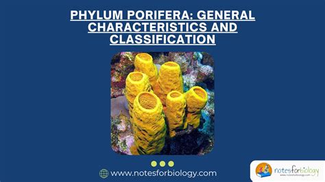 Phylum Porifera General Characteristics And Best Biology