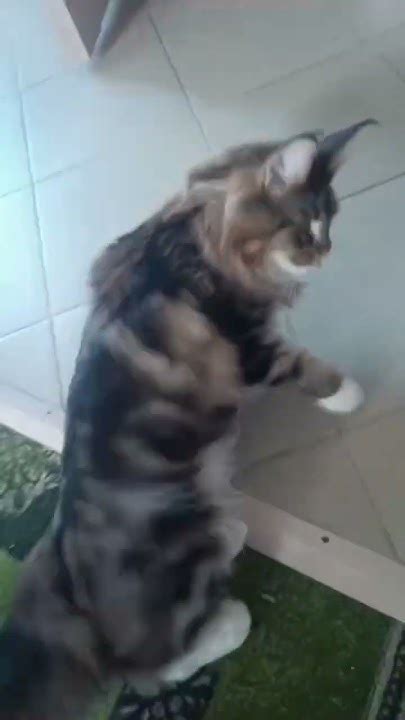 ЗЕВС ЕВА😻😻💕 Youtube