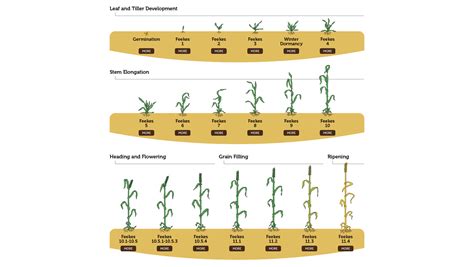 Wheat Development And Growth Staging