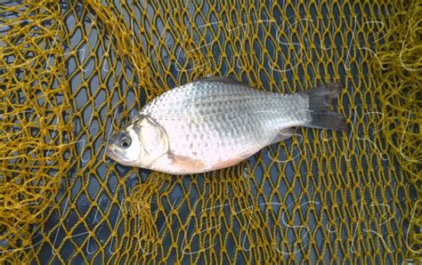 Серебряный карась — купить на Живец.ру