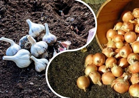 Коли садити часник та цибулю на зиму сприятливі дні для посадки у жовтні грудні 2023