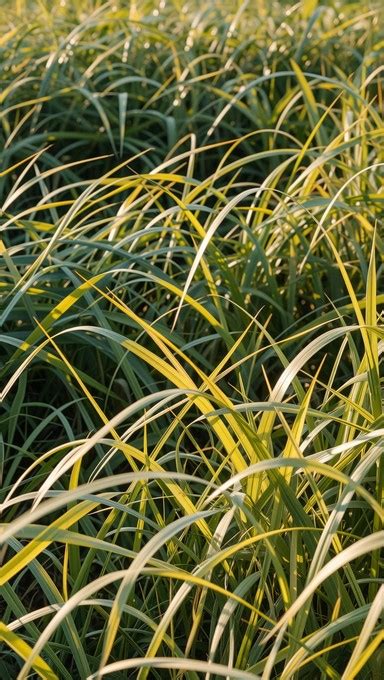 Free Translucent Grass Stock Images Stockcake