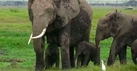 Elephant Gives Birth To Miracle Twins In Kenyan National Park