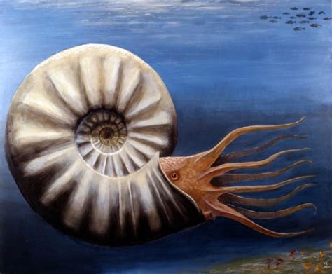 Parapuzosia Seppenradensis Alchetron The Free Social Encyclopedia