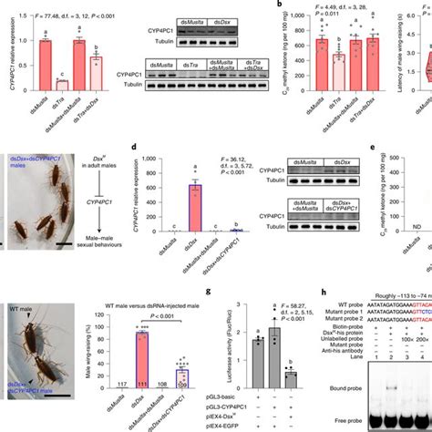 Xiao Jin Pei Ph D South China Normal University Guangzhou College Of Life Science