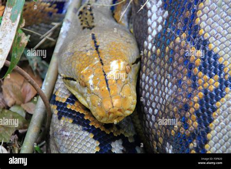 Reticulated Python Python Reticulatus In Thailand Stock Photo Alamy