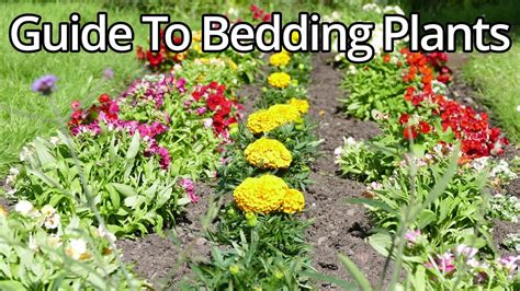 5 Types Of Annual Bedding Plants 6 Of The Best Bedding Plants To Add