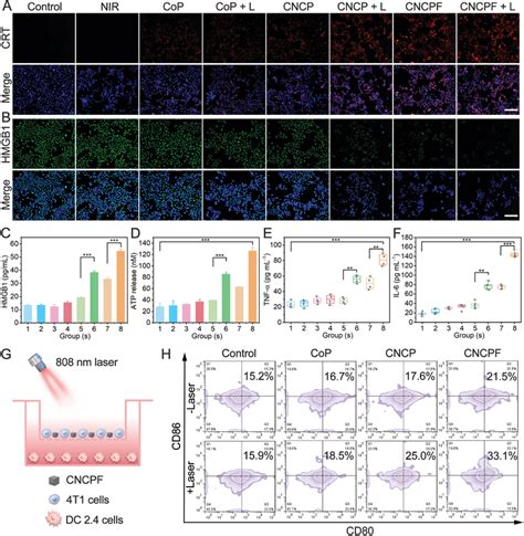 A Fluorescent Imaging Of Crt Exposure On 4t1 Cells After Different