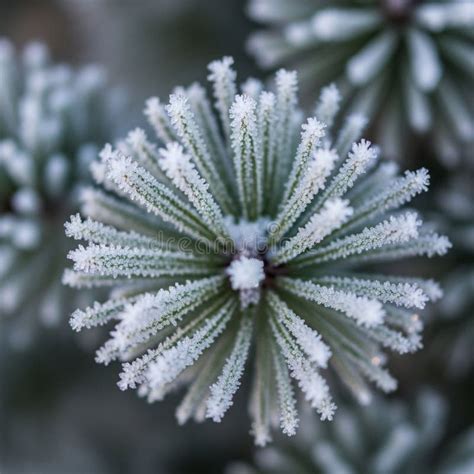 Perspective Highlights The Detailed Beauty And Symmetry Of Natural