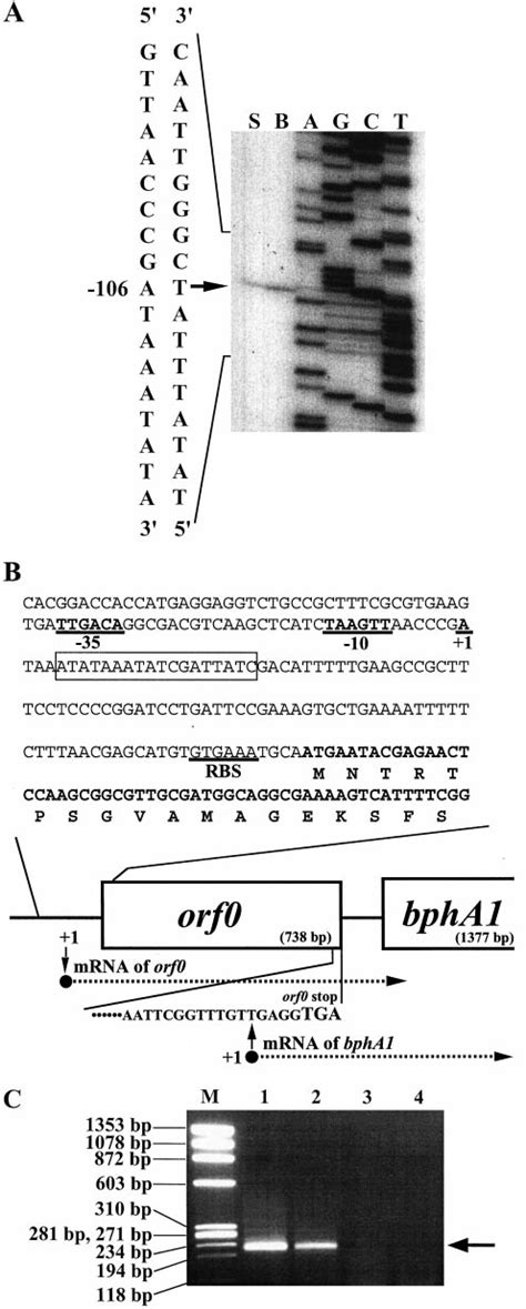Primer Extension Analysis Of Orf0 And Rt Pcr Analysis Of Rna Download Scientific Diagram